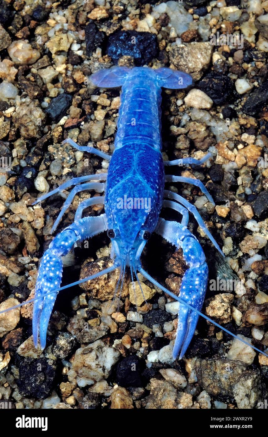 Blue crayfish hi-res stock photography and images - Alamy