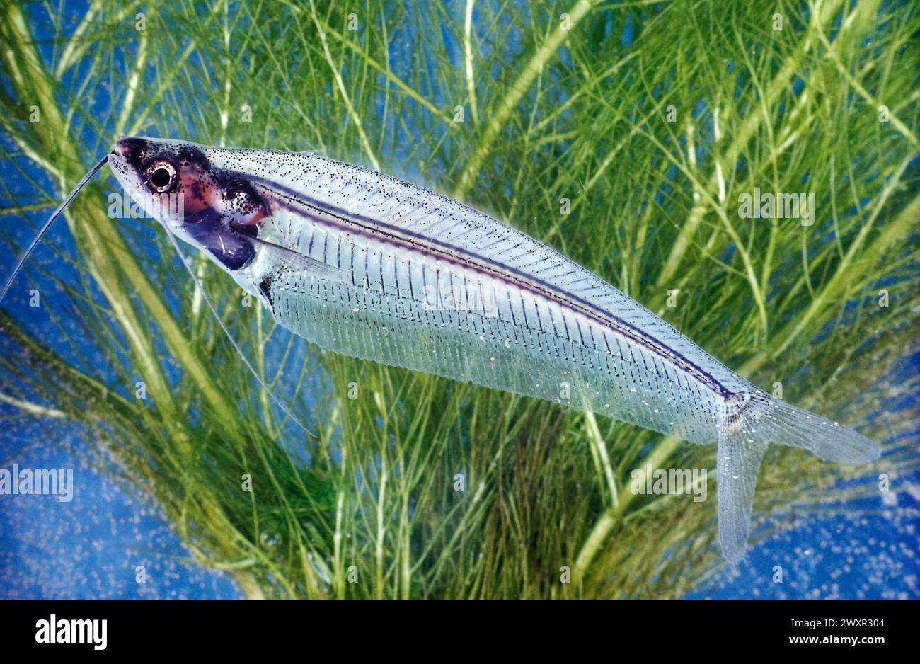 Catfish underwater hi-res stock photography and images - Alamy
