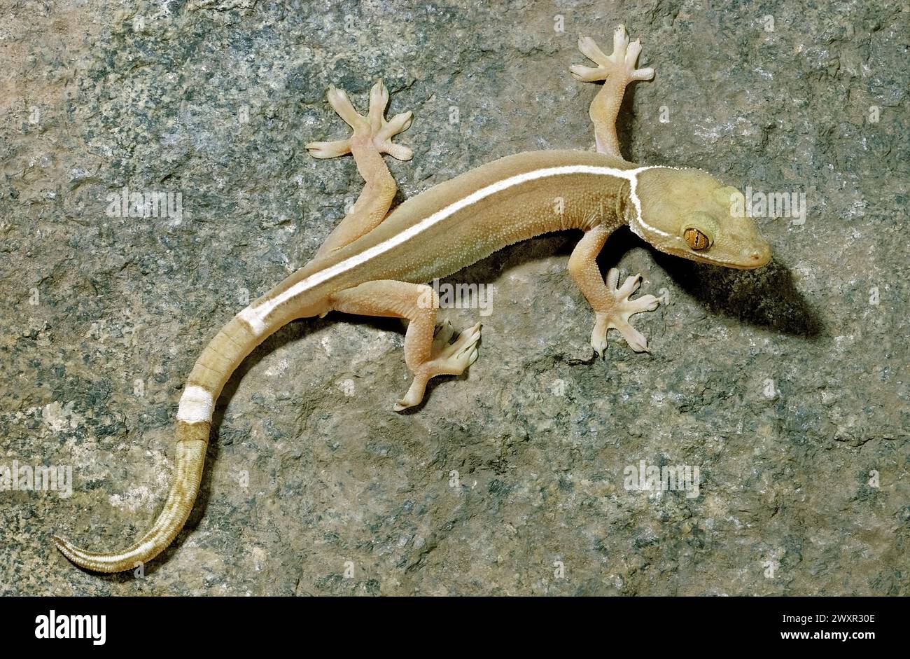 Striped Gecko (Gekko vittatus), Indonesia Stock Photo - Alamy