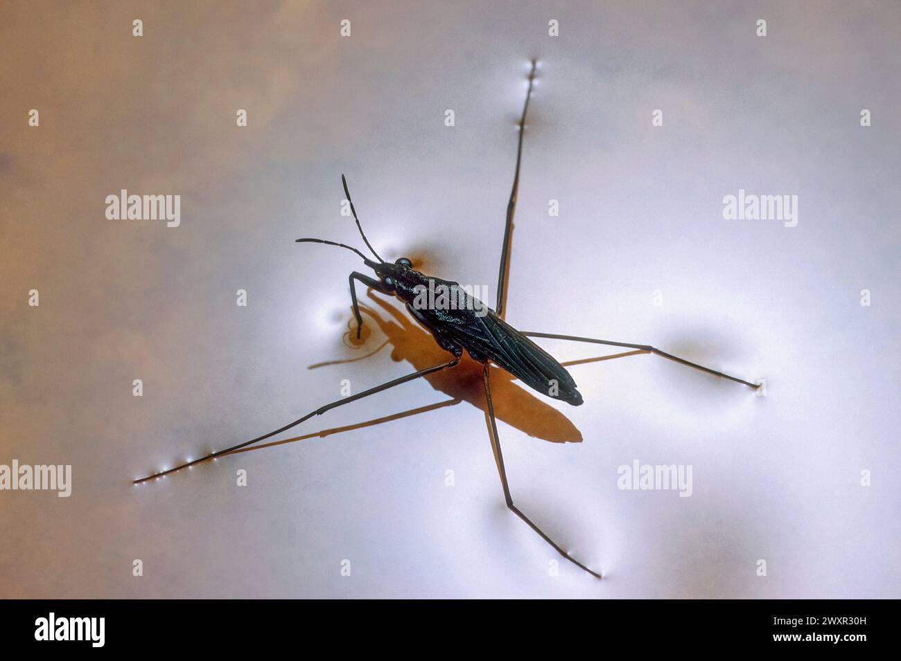 Water strider, (Aquarius remigis), demonstrating surface tension Stock ...