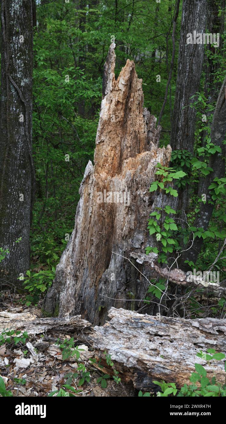 Rotten and fallen tree hi-res stock photography and images - Alamy