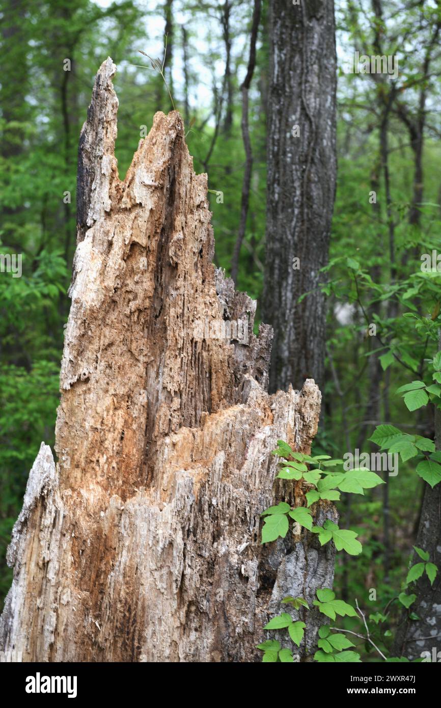 Rotten and fallen tree hi-res stock photography and images - Alamy