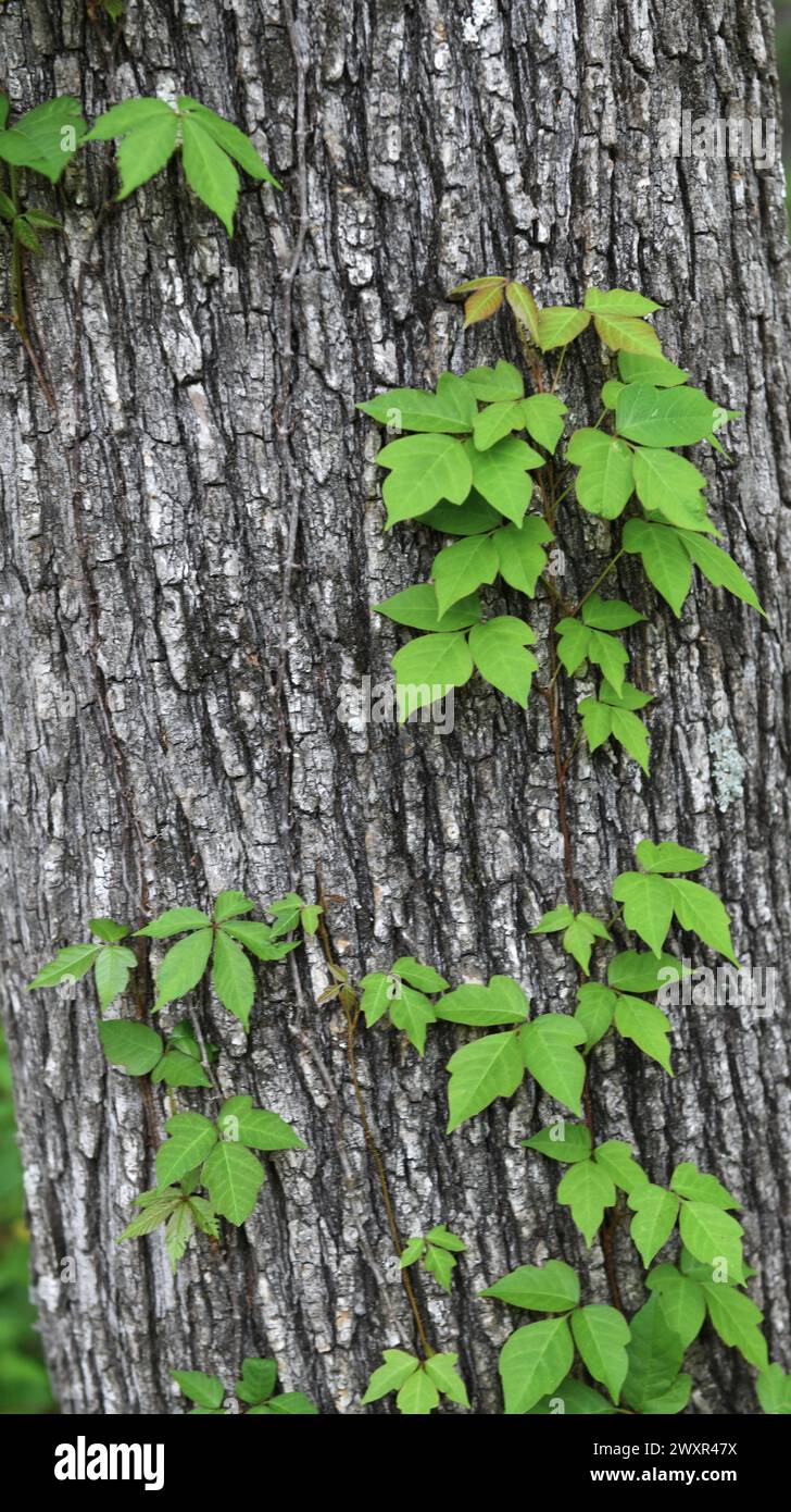 Poison oak rash hi-res stock photography and images - Alamy