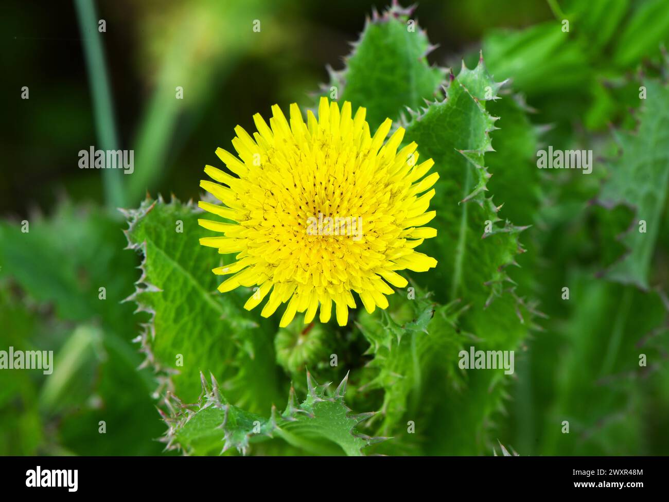 Spiny weed thorny hi-res stock photography and images - Alamy