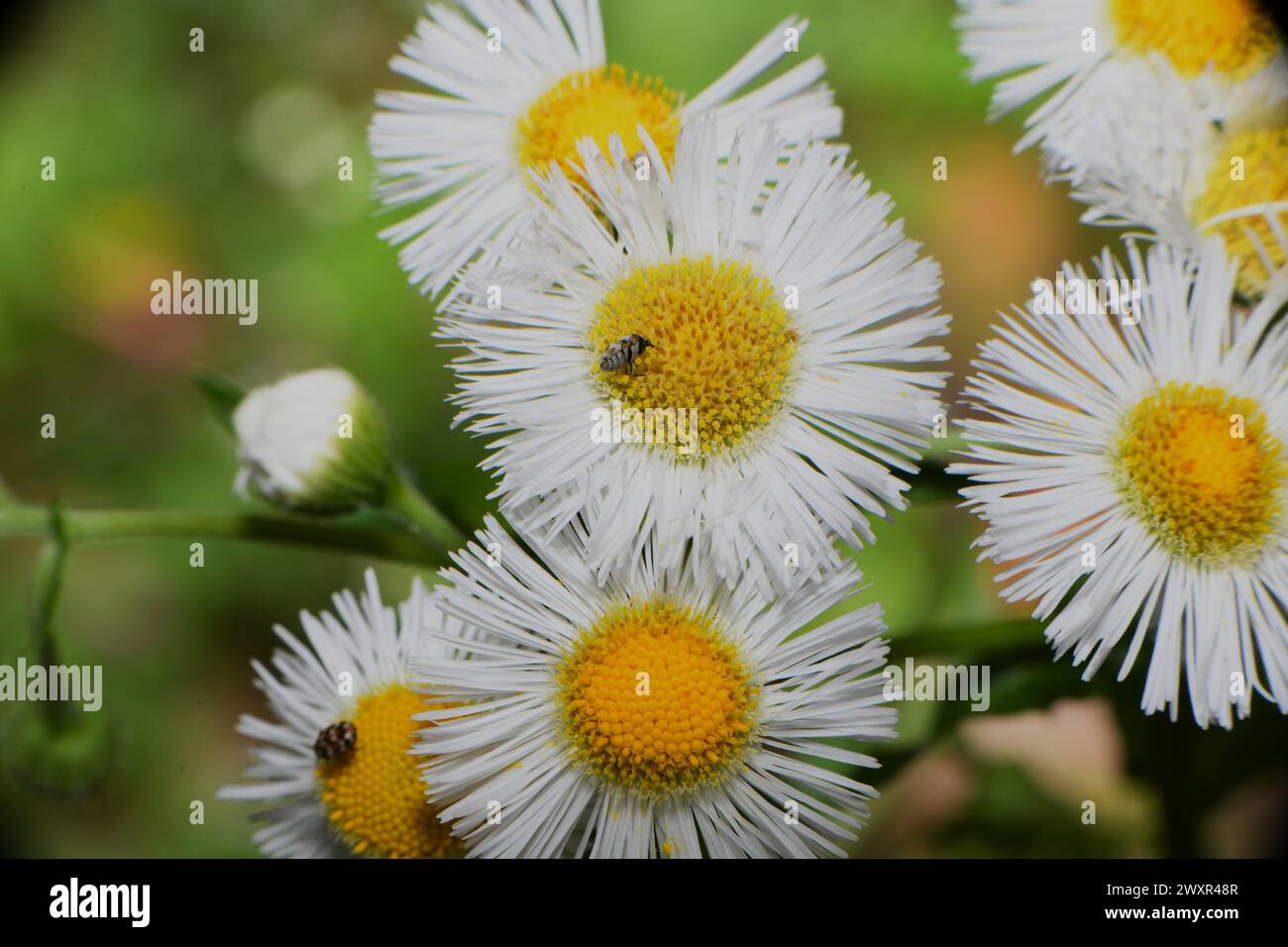Insects on daisy fleabane hi-res stock photography and images - Alamy