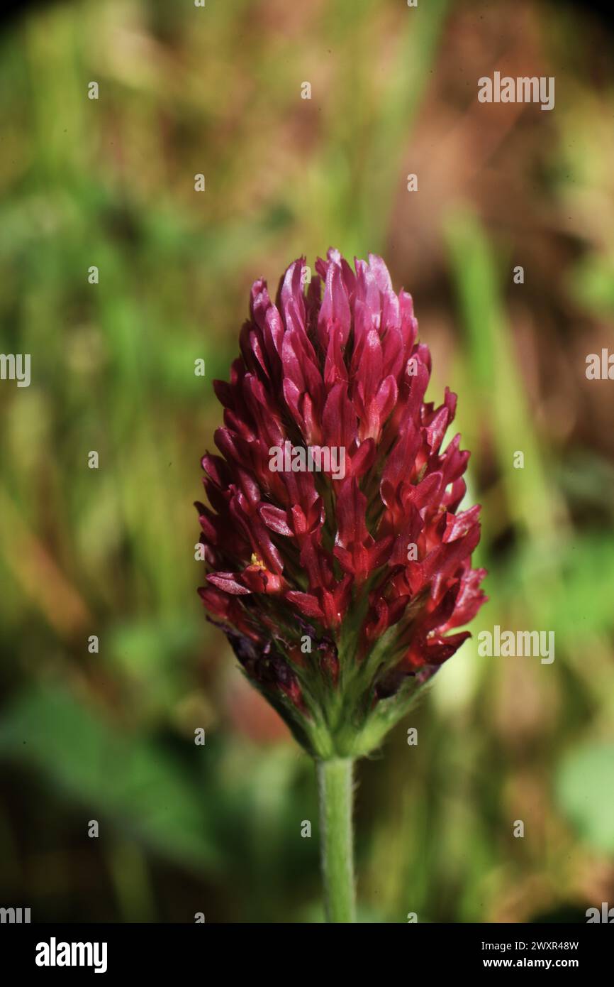 Crop of clover hi-res stock photography and images - Alamy