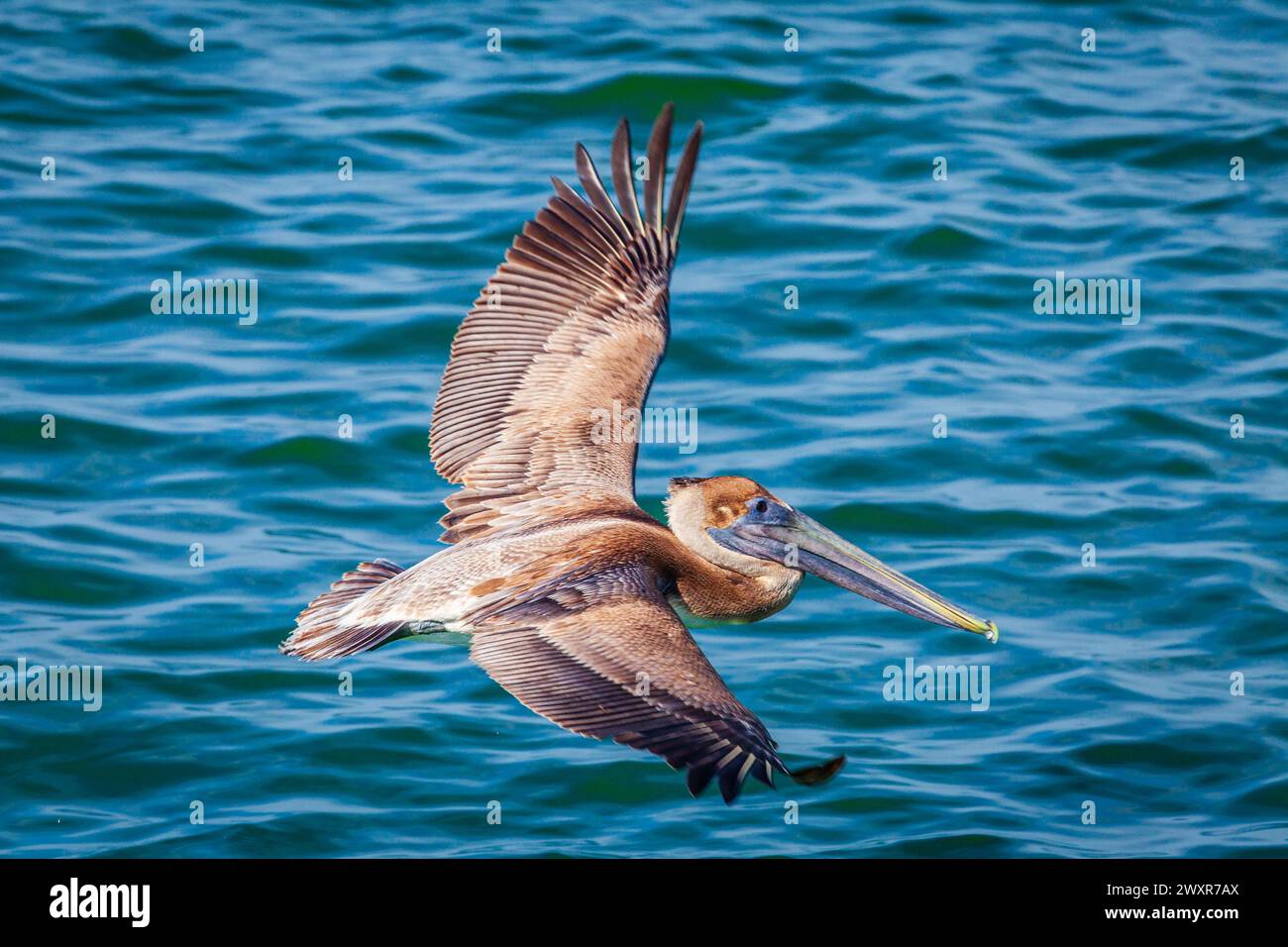 Brown pelican is flying low over water of Gulf of Mexico in Fort DeSoto ...