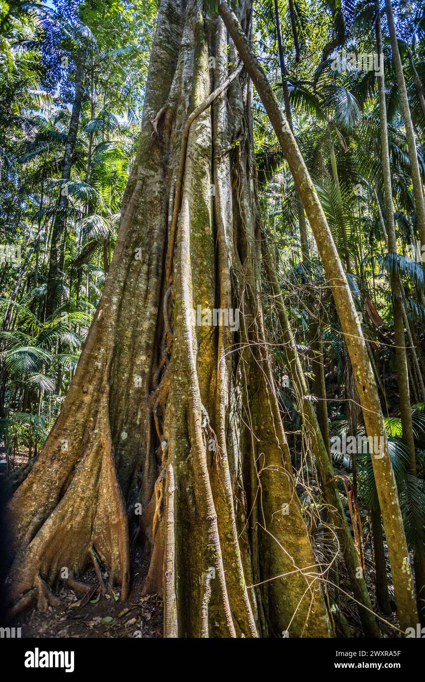 buttress roots of a strangler fig at Curtis Falls track, Tamborine ...