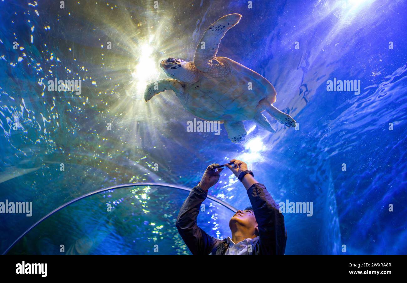 A visitor takes a photo of a sea turtle swimming at Chiang Mai Zoo ...