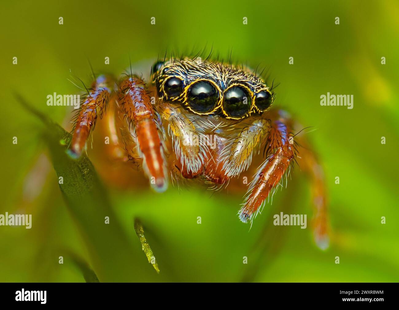 Black-palped Jumping Spider - Pseudeuophrys erratica Stock Photo - Alamy