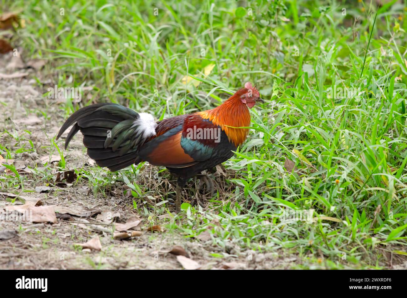 Red junglefowl (Gallus gallus) observed in Kaziranga National Park in ...