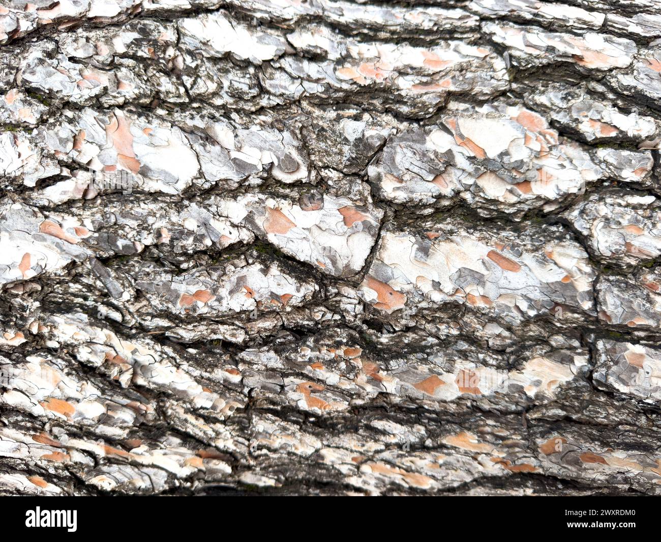 Tree bark grey with pink spot background texture. Wooden rough surface ...