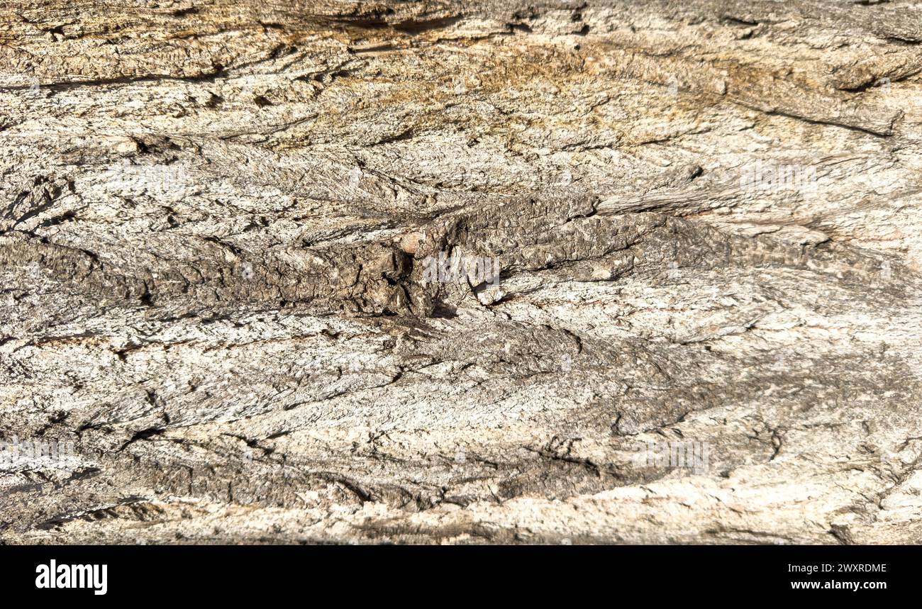 Tree trunk grey color with detail background texture. Wooden rough ...