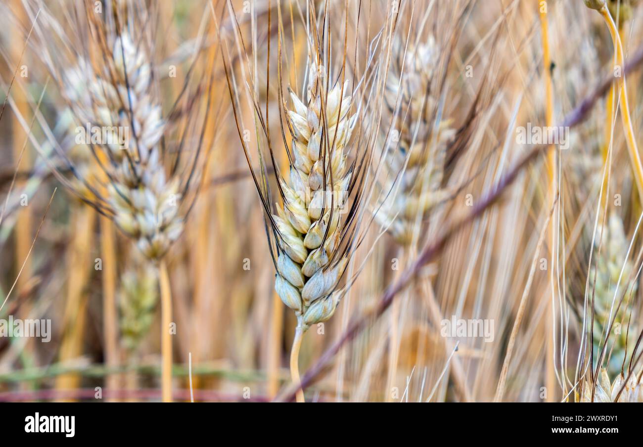 Rye barley hi-res stock photography and images - Alamy