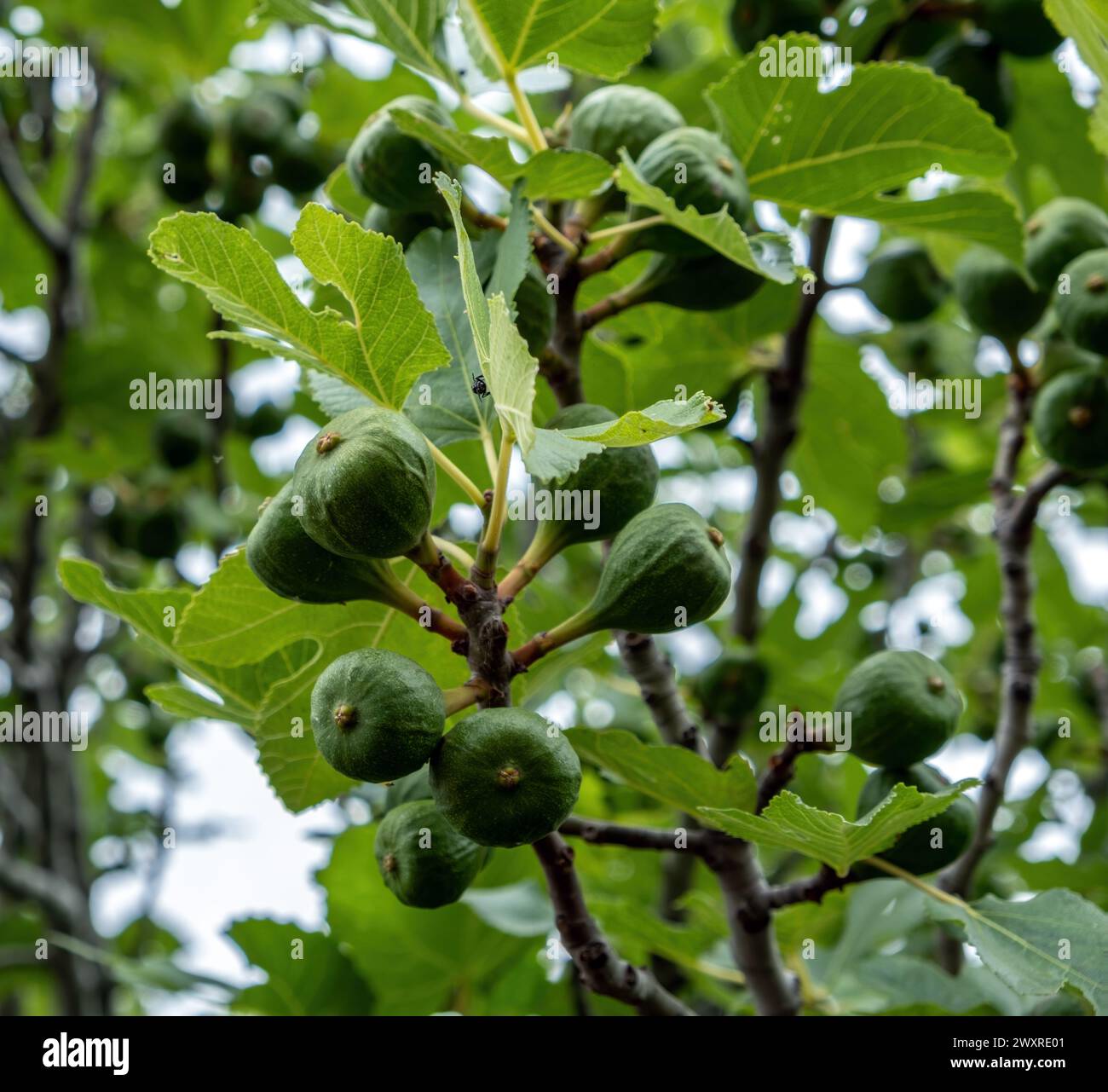 Green fig on fig tree branch, Ficus Carica on blur background ...