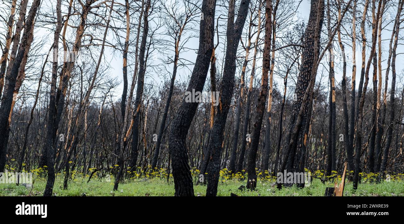 Life after disaster concept. Burned forest with charred tree background ...