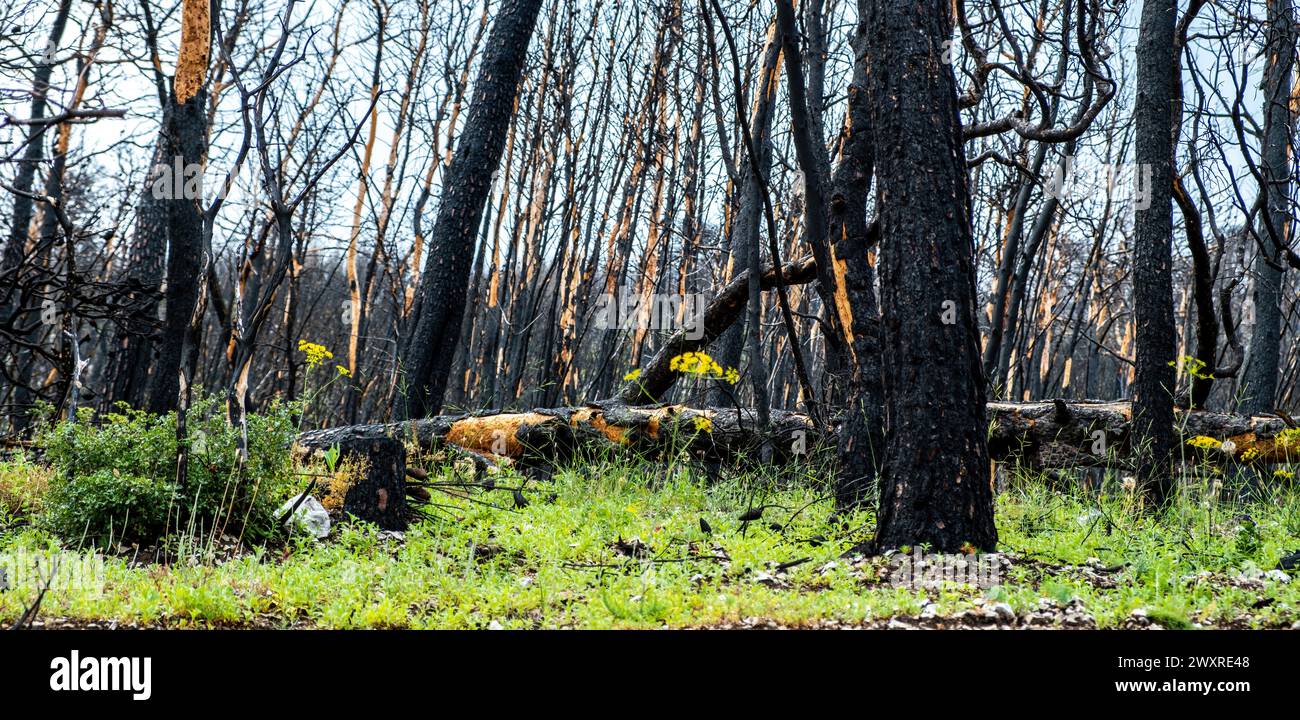 Life after disaster concept. Burned forest with charred tree background ...