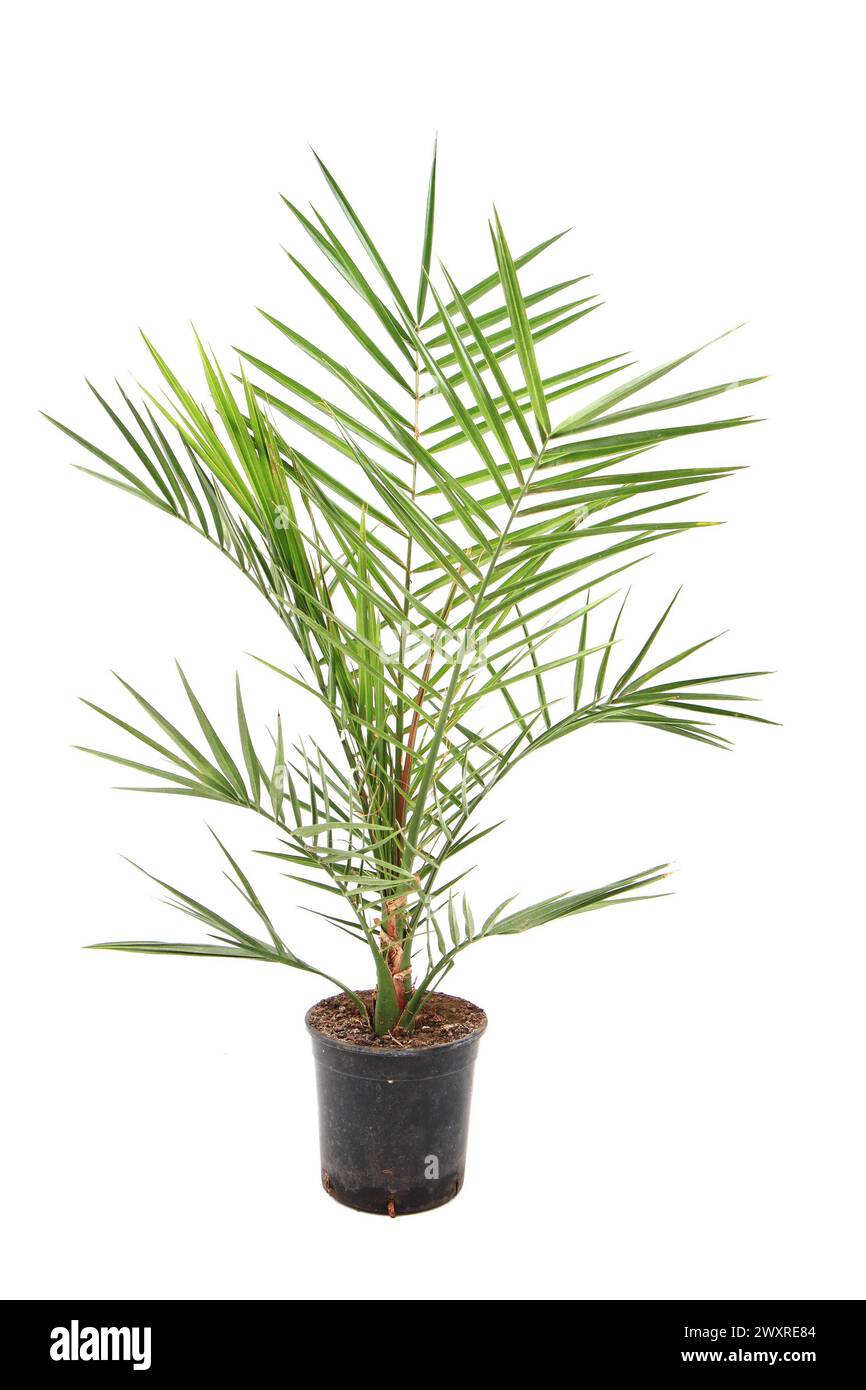 Vintage date palm tree Cut Out Stock Images & Pictures - Alamy