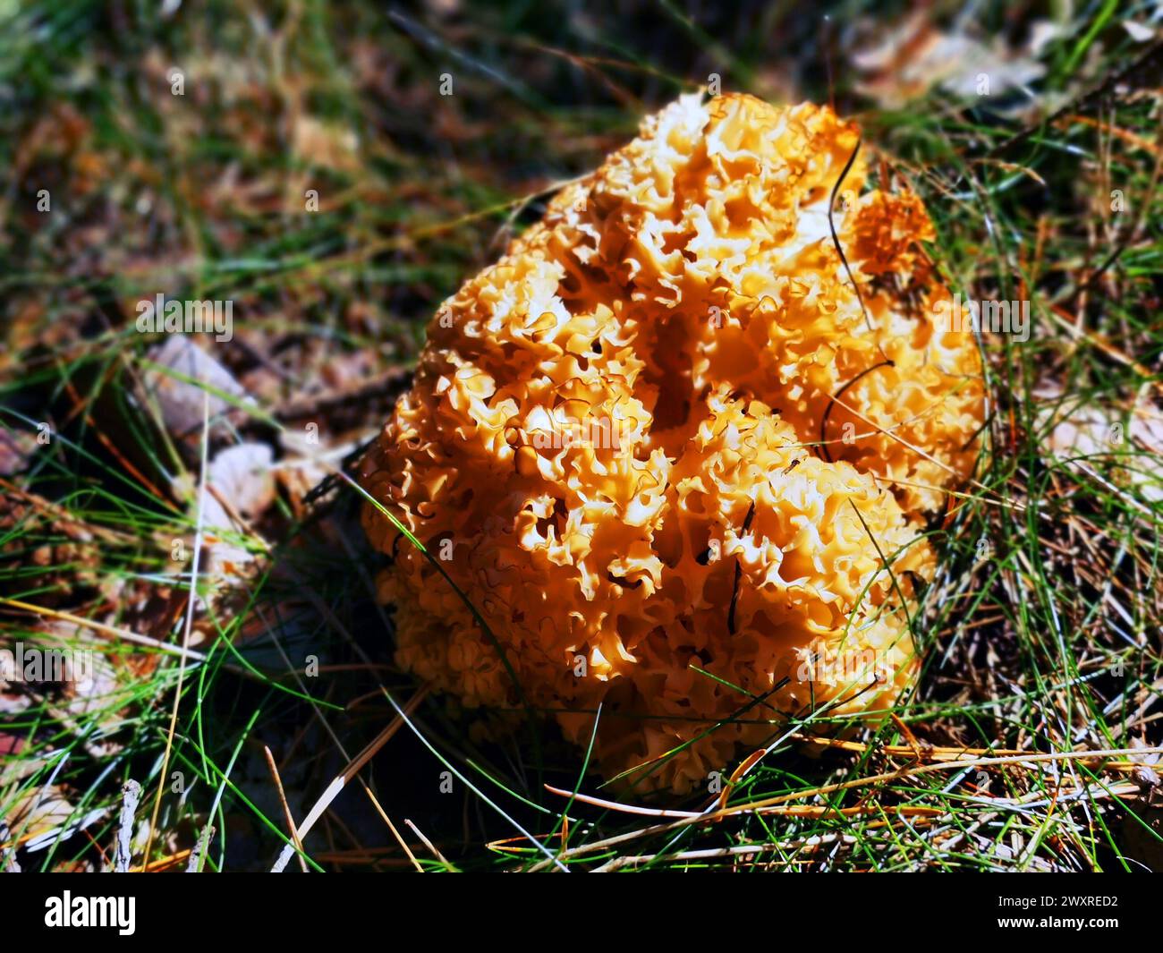 fresh cauliflower fungus as exotic fungus from czech republic Stock ...