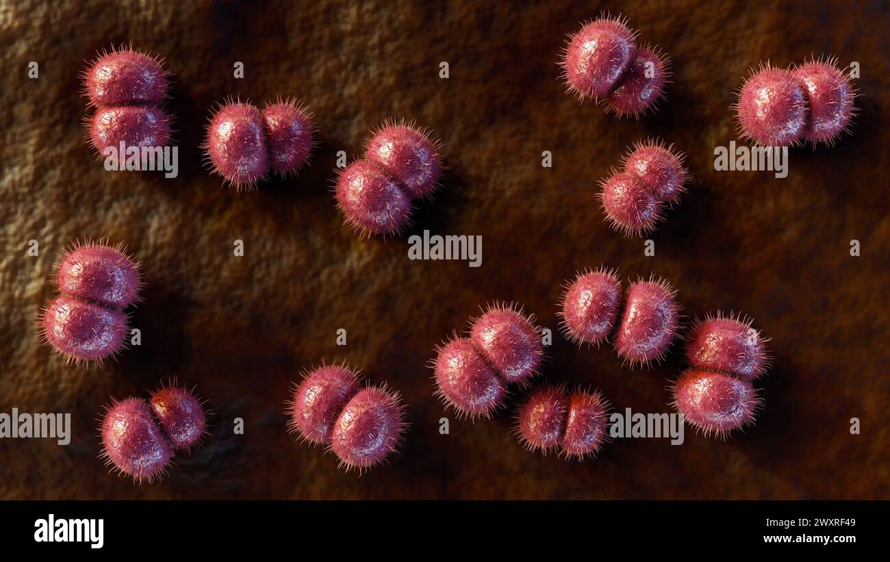 3d rendering of Neisseria meningitidis, also known as meningococcus, is ...