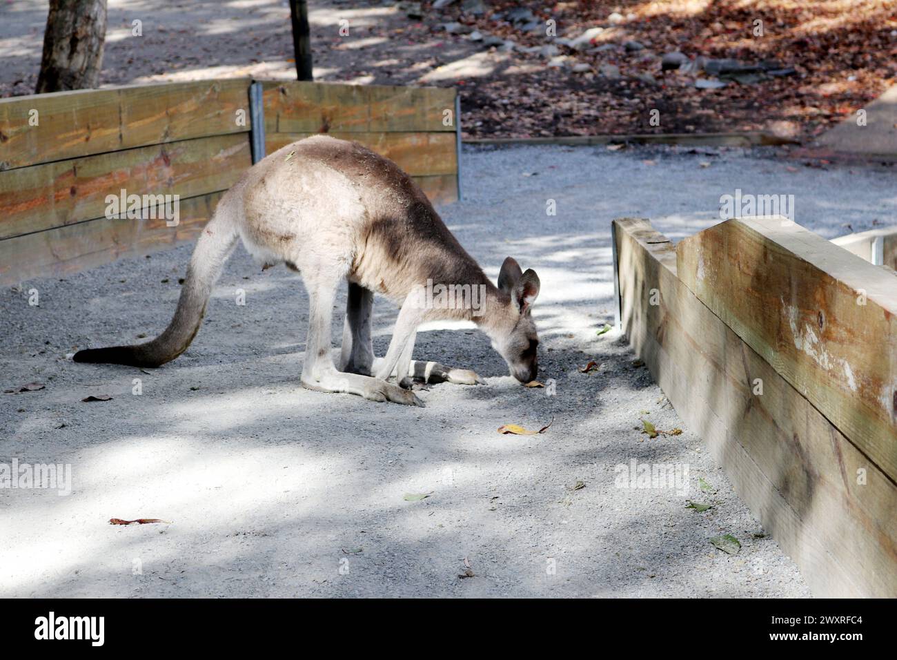 Solitary Agile Wallaby (Notamacropus agilis) searching for food : (pix ...