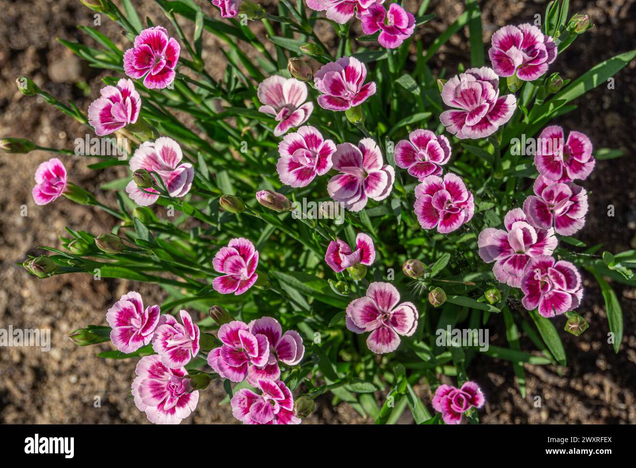 Mini carnation Pink Kisses, Dianthus Pink Kisses flowers blooming in ...
