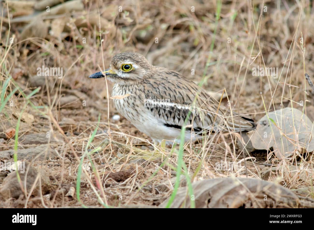 Indian stone curlew hi-res stock photography and images - Alamy