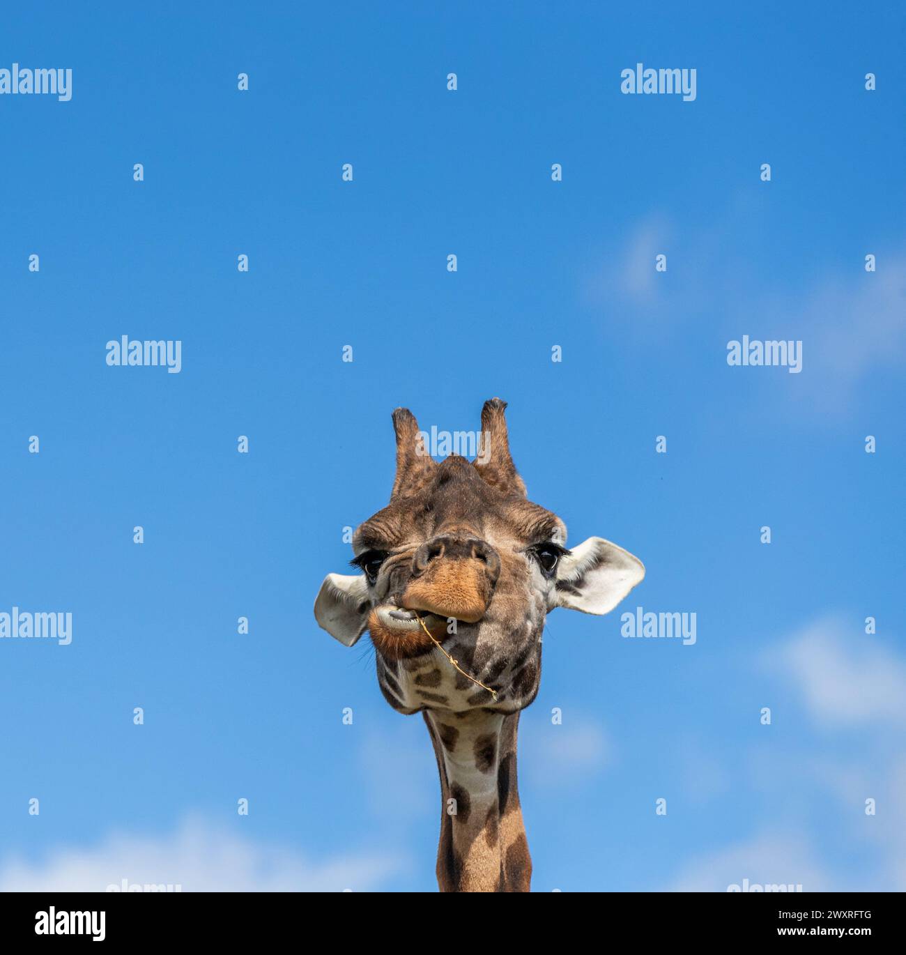 Funny Giraffe. Rothschild’s giraffes. Bank Holiday day at to Longleat ...