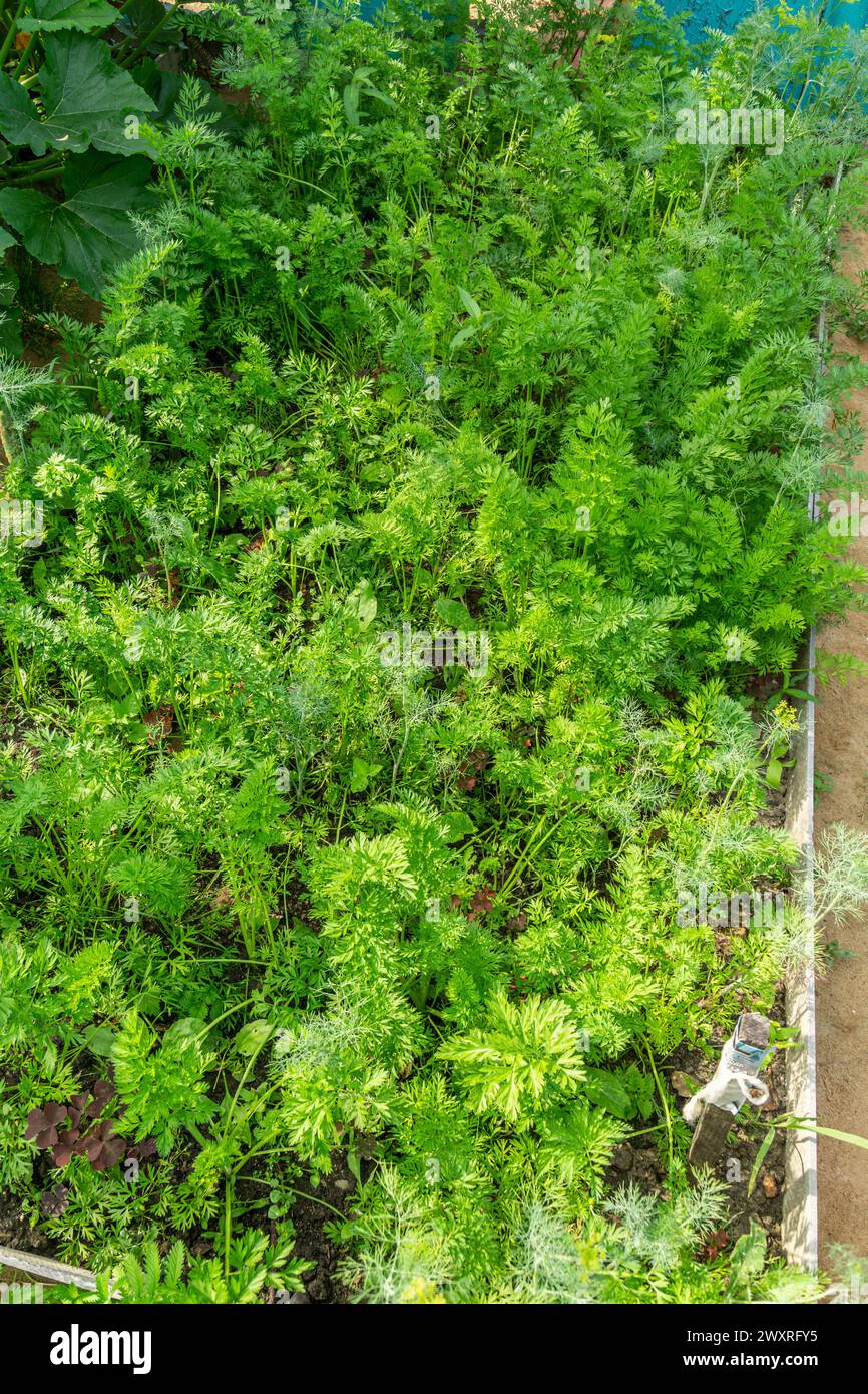 Sprouting of plants in the garden, carrots grows in the bed. Organic ...