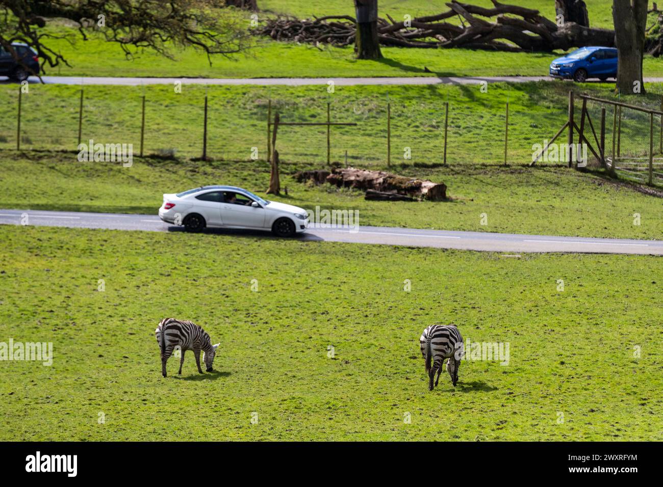 Longleat park cars hi-res stock photography and images - Alamy
