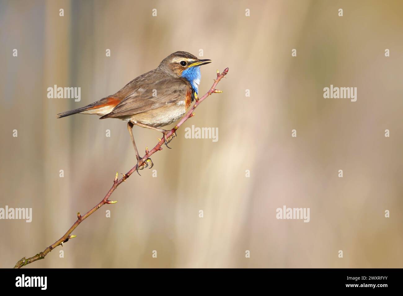 The bluethroat is a small passerine bird that was formerly classed as a ...