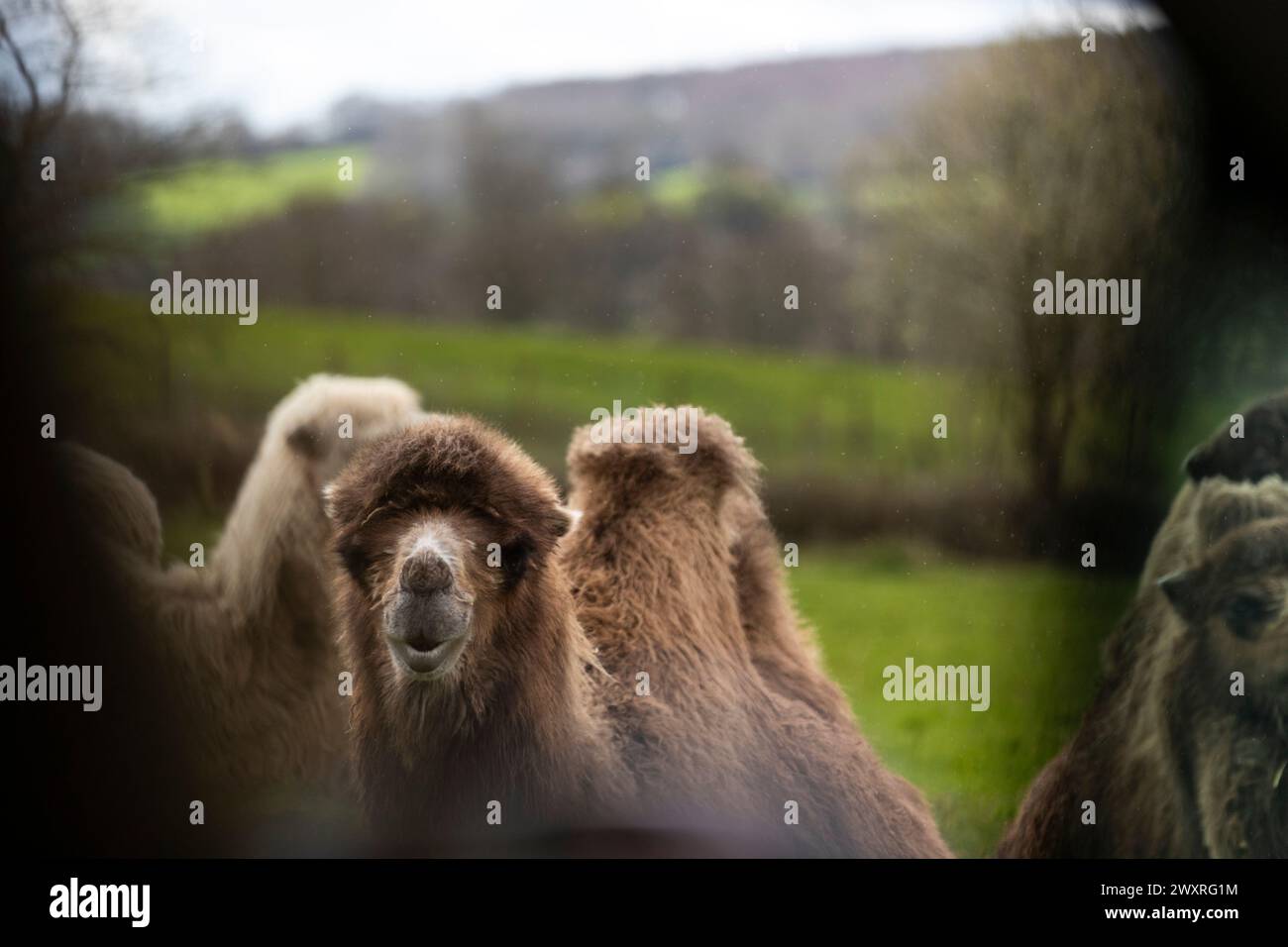 Funny camels. Bactrian camel. Bank Holiday day at a Safari Park Stock ...