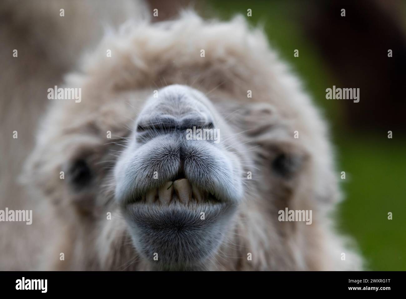 Funny camels. Bactrian camel. Bank Holiday day at a Safari Park Stock ...