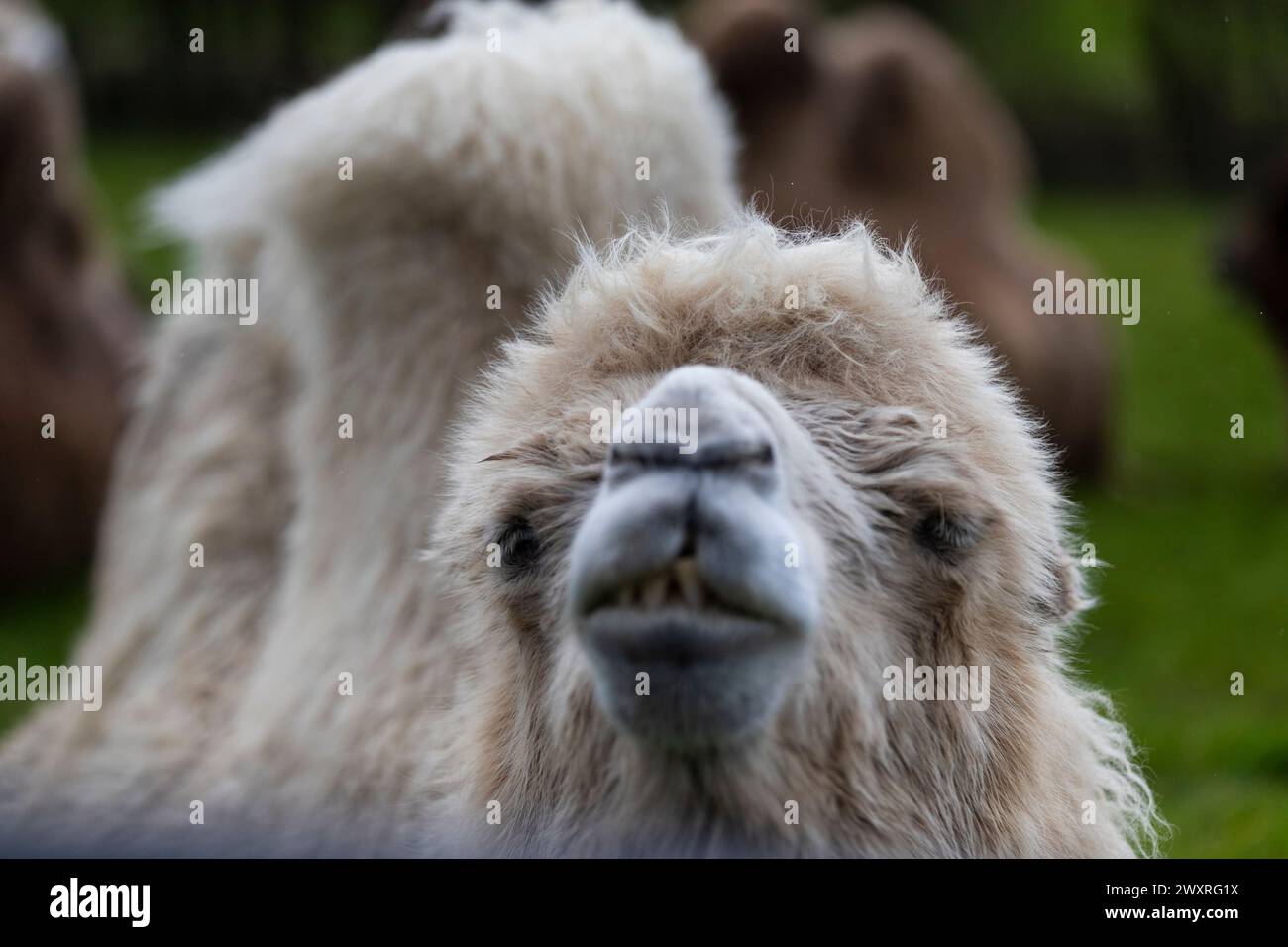Funny camels. Bactrian camel. Bank Holiday day at a Safari Park Stock ...