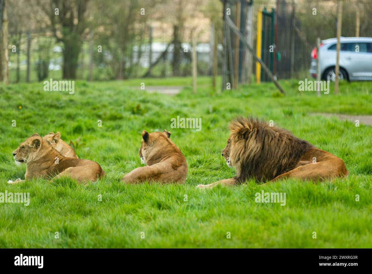 Lion pride lazing in the grass. Bank Holiday day at Longleat Safari ...