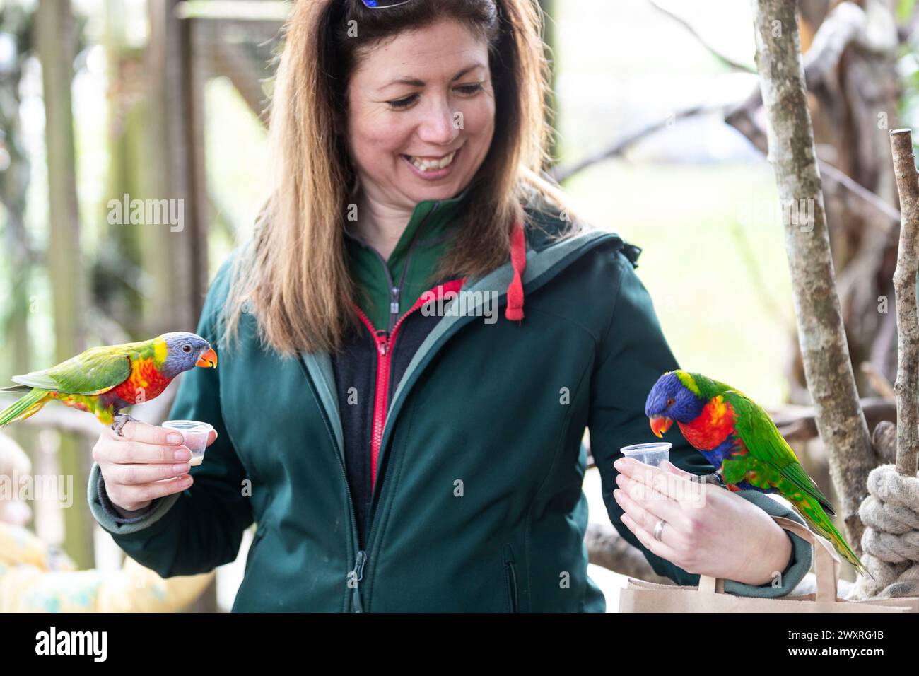 A woman hand feeds Rainbow Lorikeets at Longleat Safari Park Stock Photo - Alamy