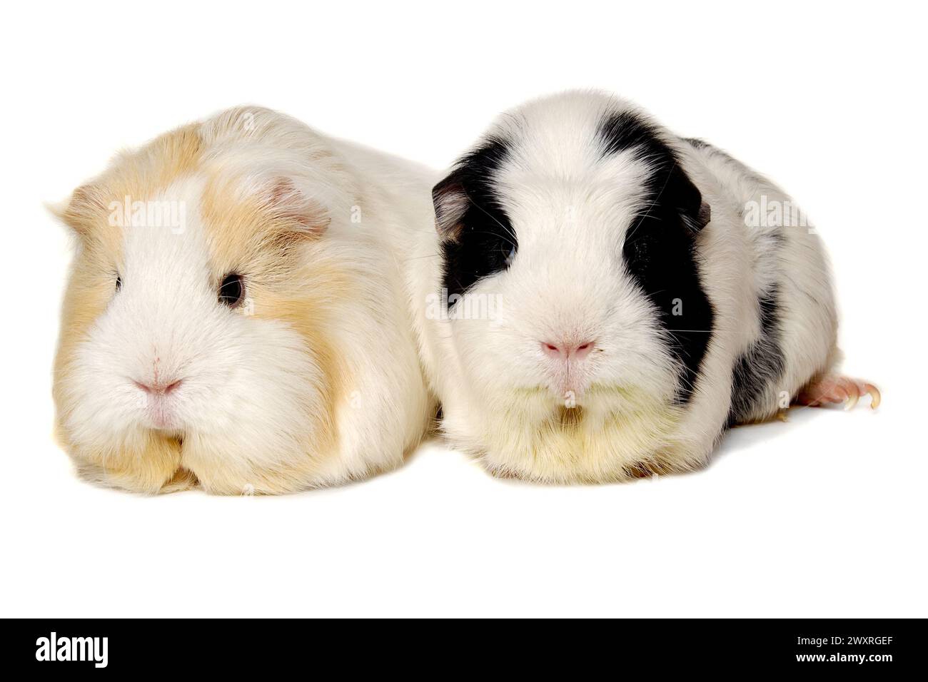 Two Guinea pigs isolated on a clean white background Stock Photo - Alamy