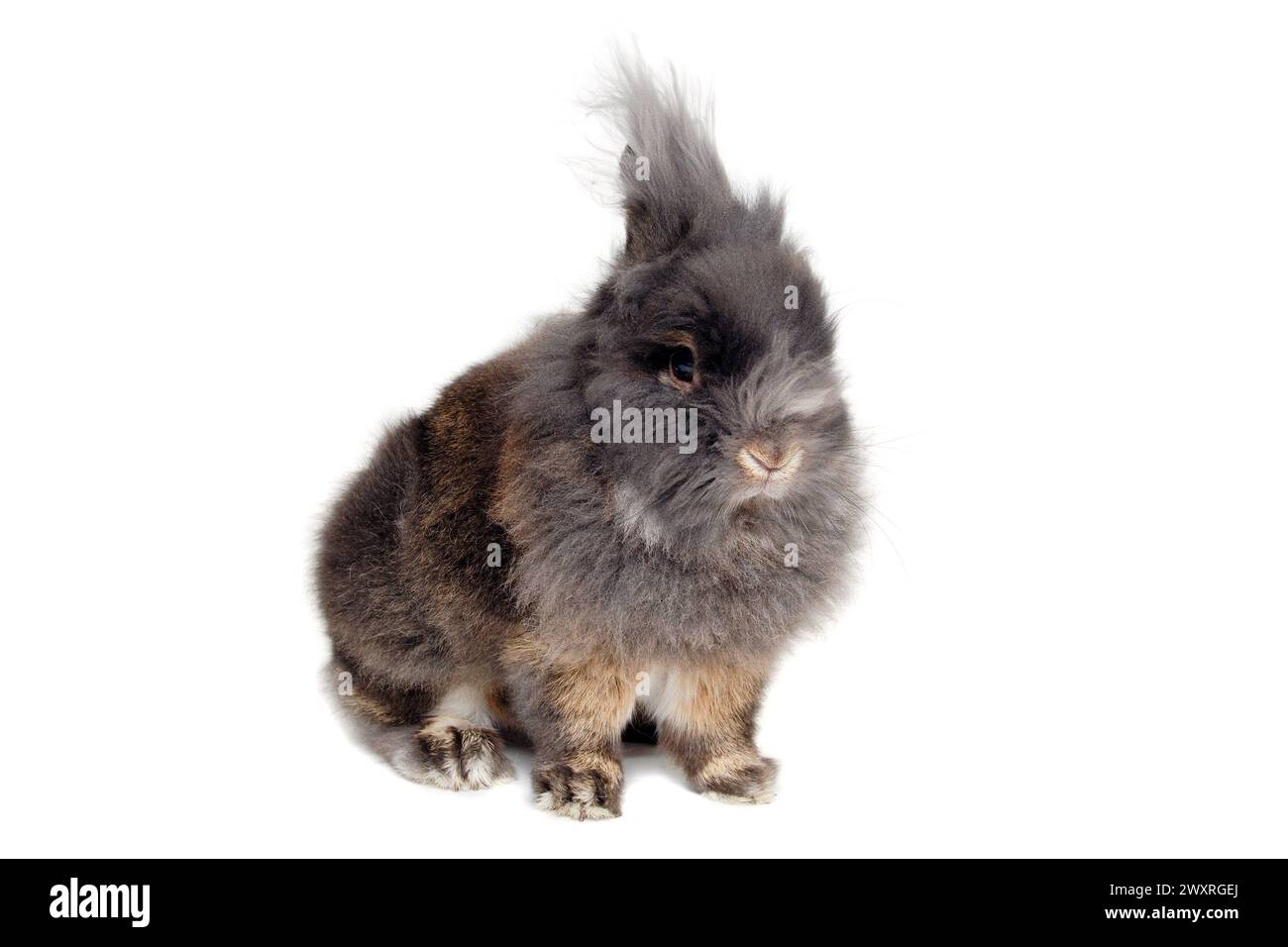 Sweet sad rabbit is sitting on a white background Stock Photo - Alamy
