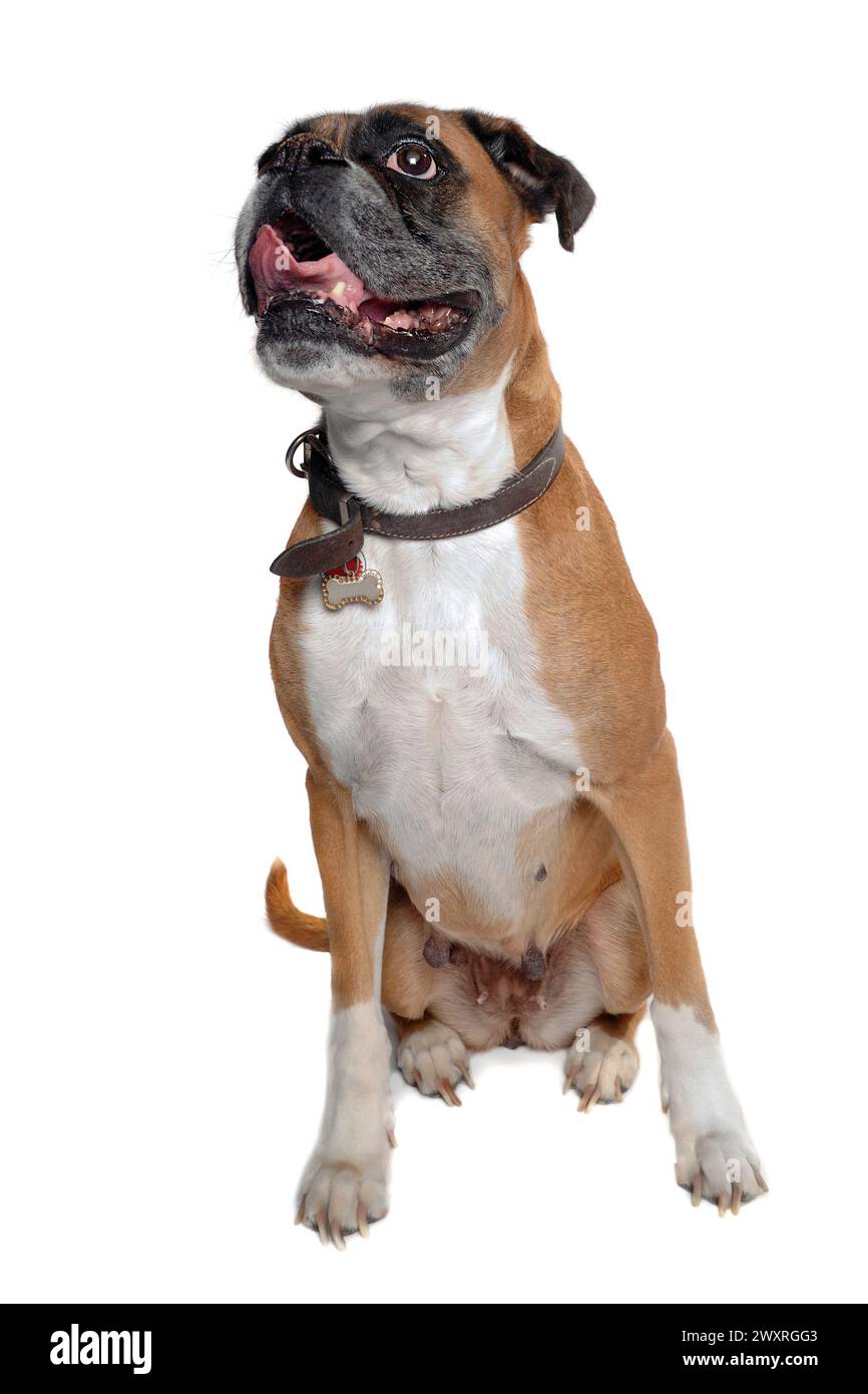 Happy boxer hi-res stock photography and images - Alamy