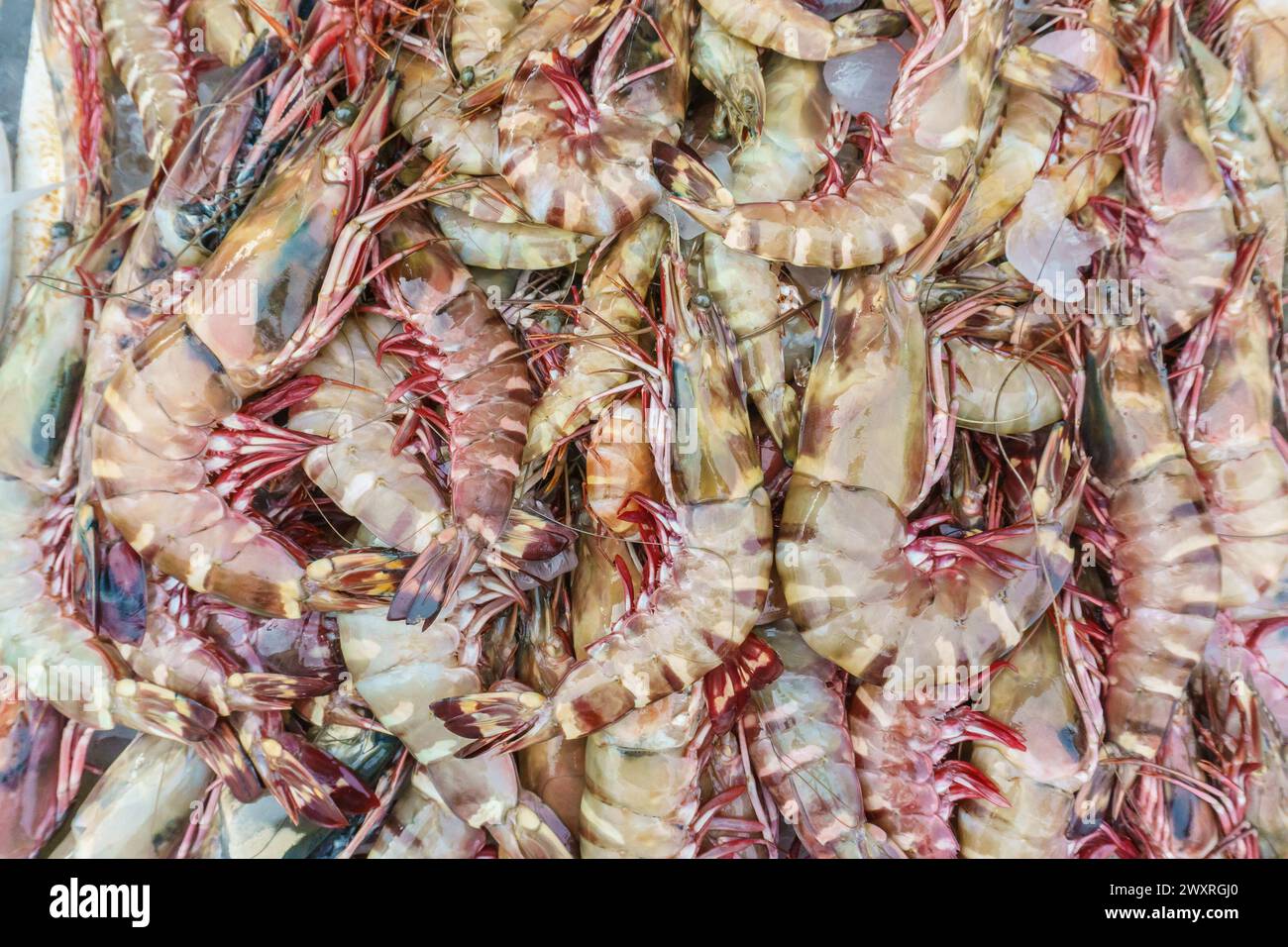 Close up of a variety of colorful fresh lobster on display at ...