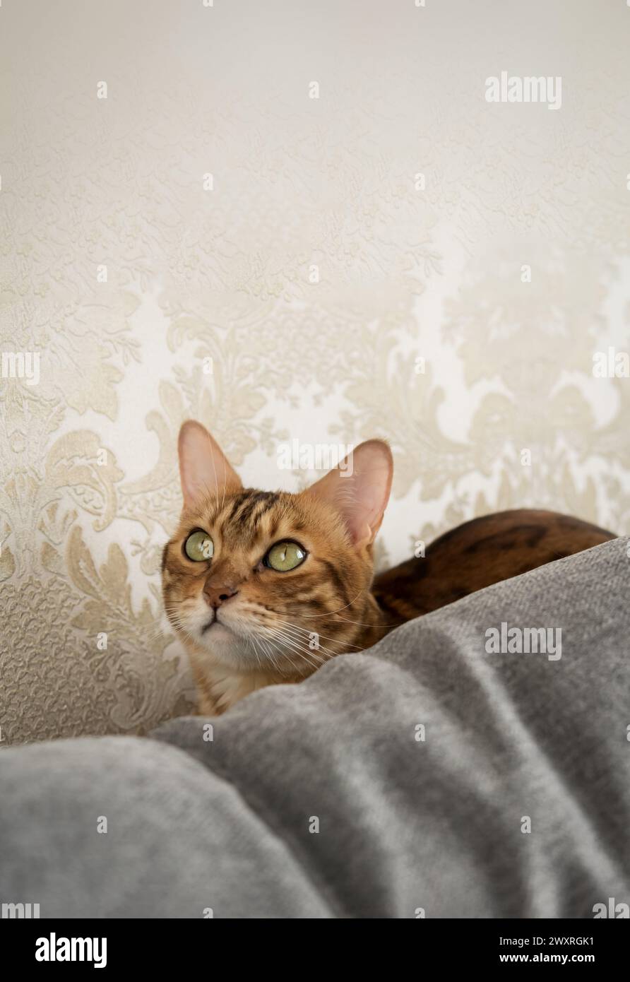 Hiding behind the sofa hi-res stock photography and images - Alamy