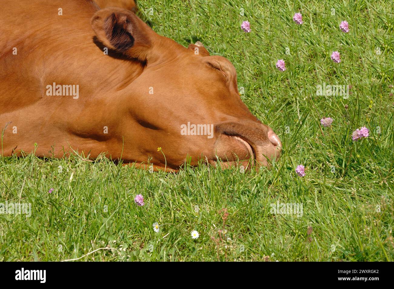 Sleeping cow on grass hi-res stock photography and images - Alamy