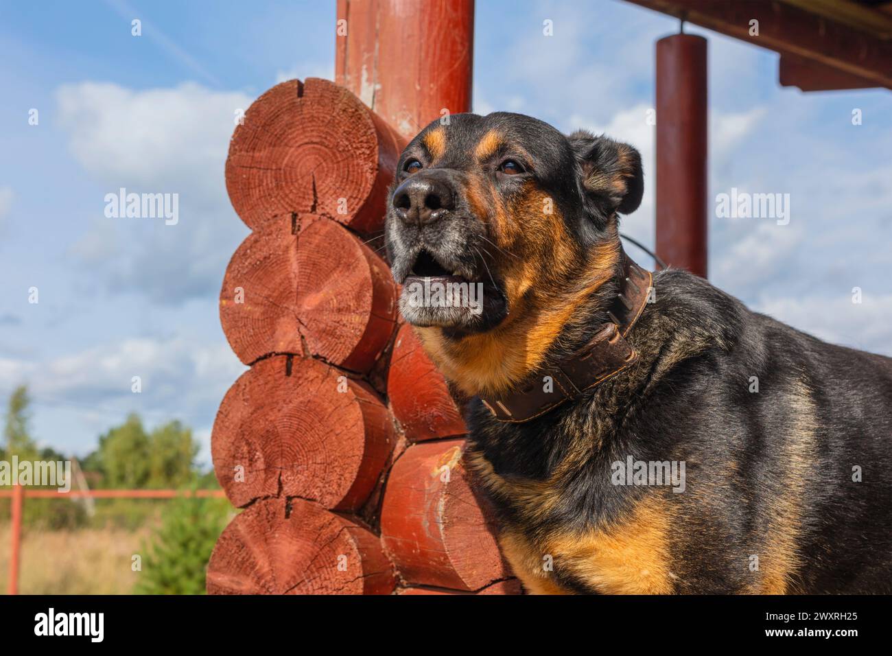 Rottweiler dog sitting near house, Guard dog Stock Photo - Alamy