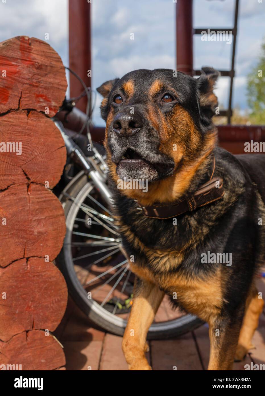 Rottweiler dog sitting near house, Guard dog Stock Photo - Alamy