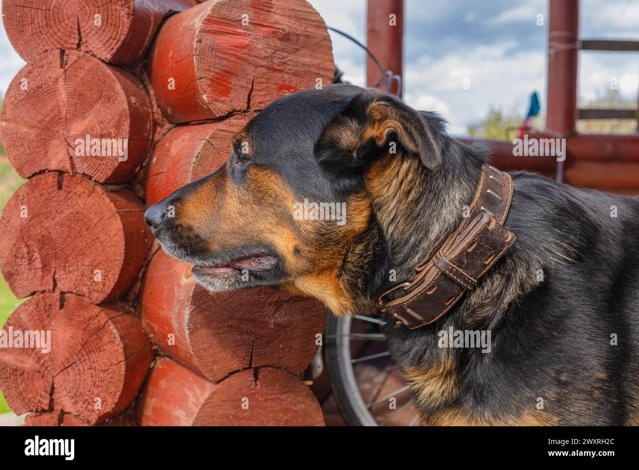 Rottweiler dog sitting near house, Guard dog Stock Photo - Alamy