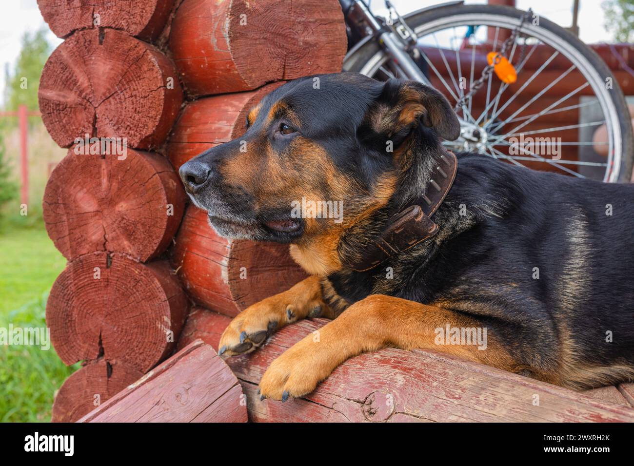 Rottweiler dog sitting near house, Guard dog Stock Photo - Alamy