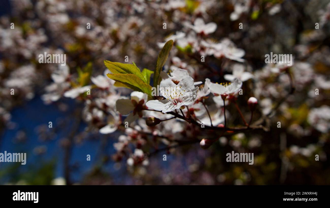 Spring flowers that bloom in April and May. Plum tree flower. Spring ...