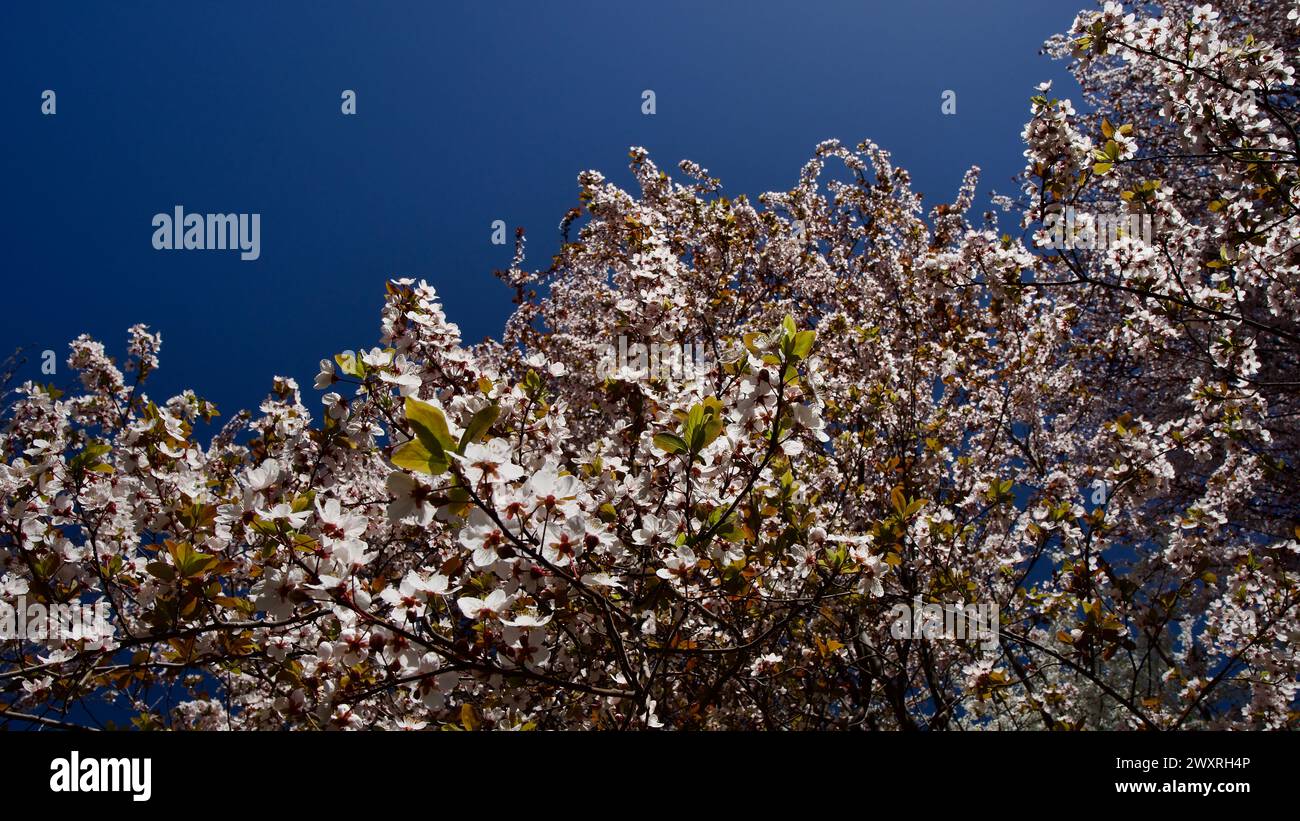 Spring flowers that bloom in April and May. Plum tree flower. Spring ...