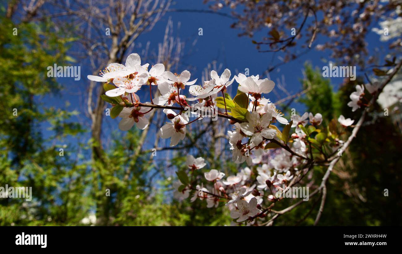 Spring flowers that bloom in April and May. Plum tree flower. Spring ...