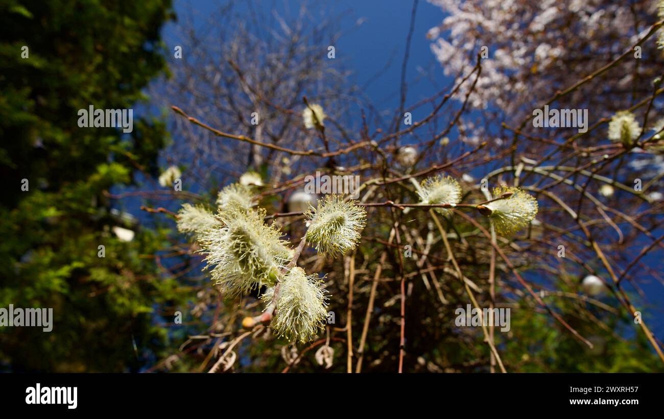 Spring flowers that bloom in April and May. Plum tree flower. Spring ...